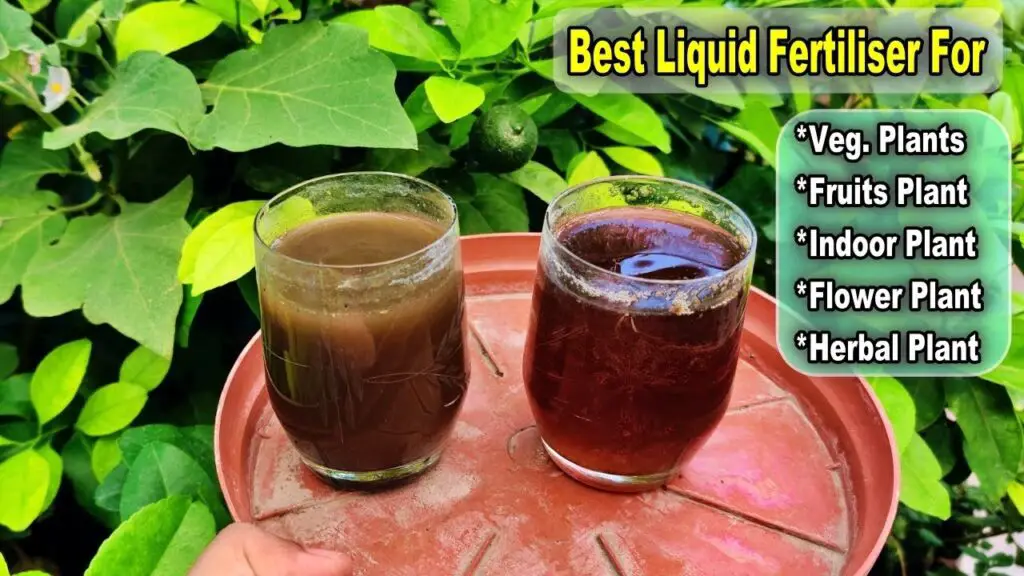 Boost Your Indoor Plants With The Best Homemade Liquid Fertilizer ...