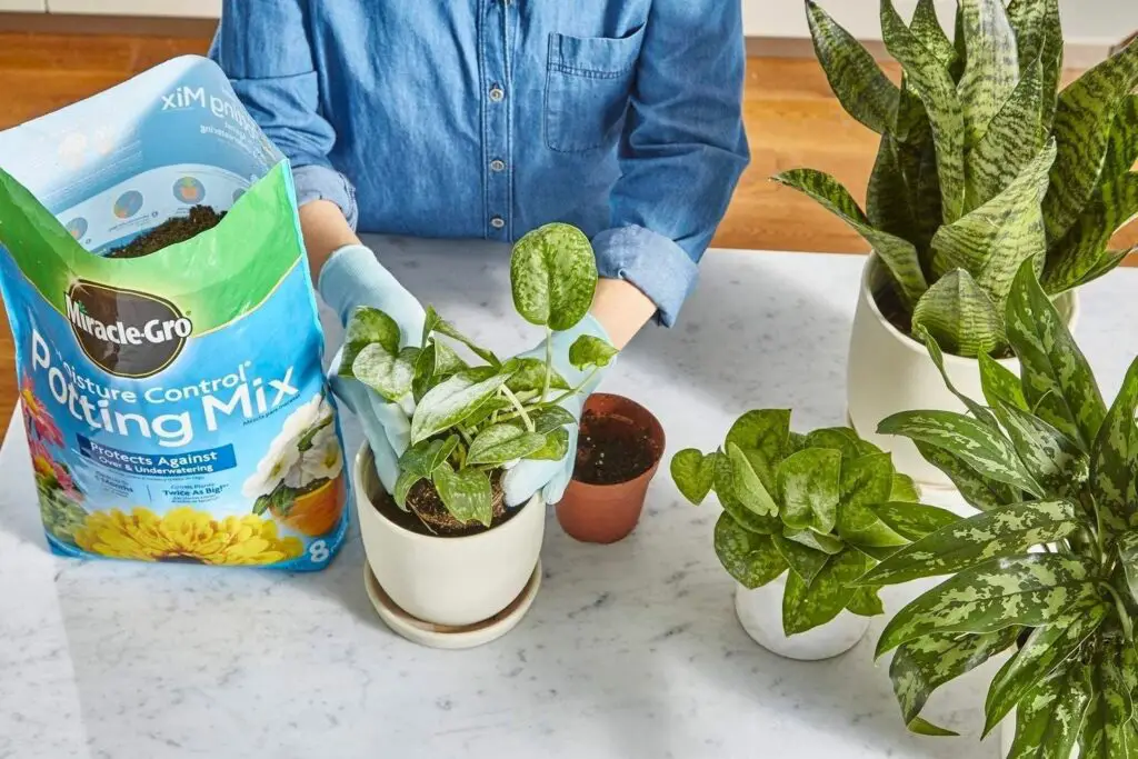 The Ultimate Guide To Choosing The Best Soil For Pothos - Seeds to ...