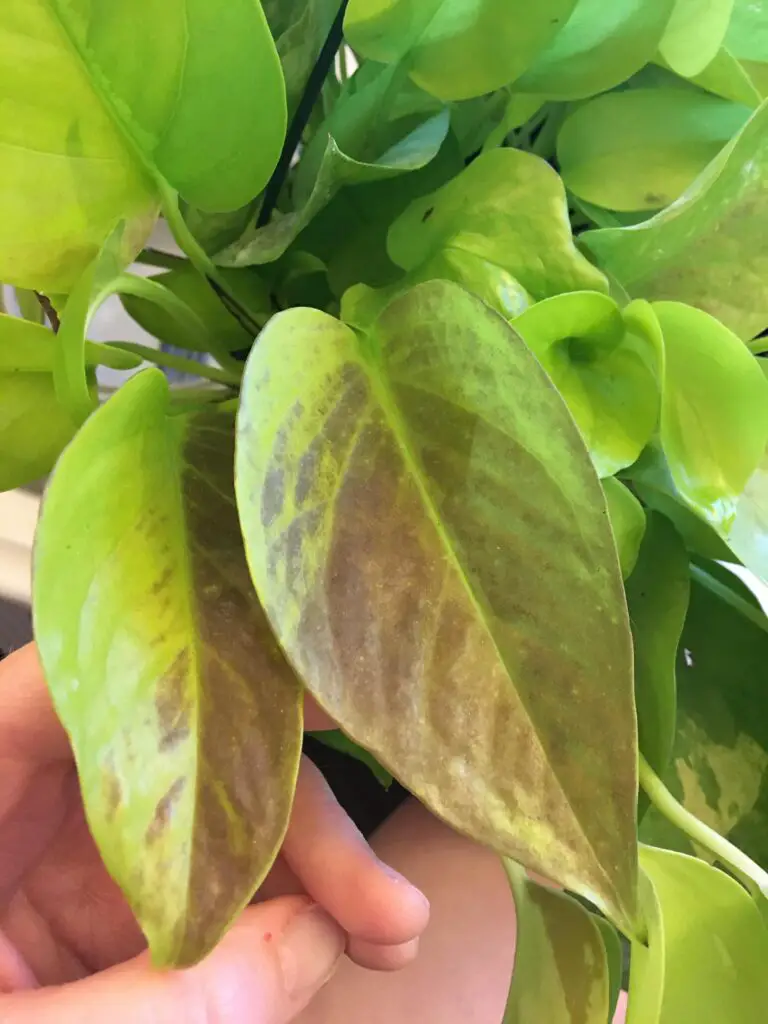 Can Pothos Get Sunburn? Expert Insights - Seeds to Seedlings