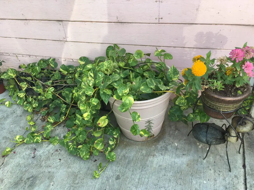 Can Pothos Live Outdoors? Exploring Outdoor Habits Of Pothos Plants ...