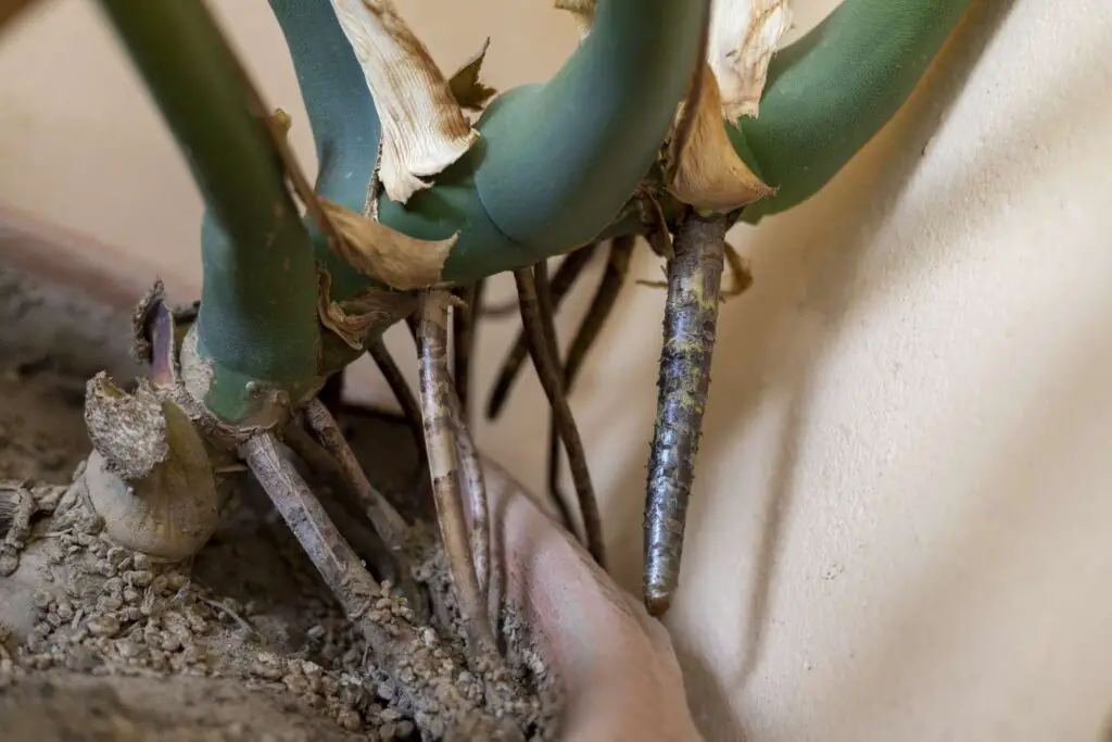 Exploring Monstera Aerial Roots: A Guide - Seeds to Seedlings
