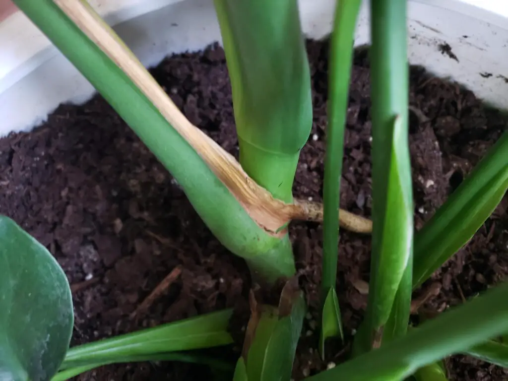 Understanding Brown On Monstera Stem: Causes And Solutions - Seeds to ...