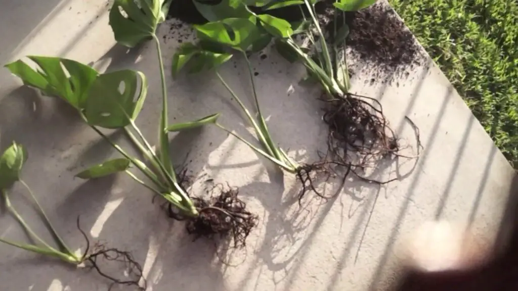 How To Separate Monstera Plant? A Complete Guide - Seeds to Seedlings