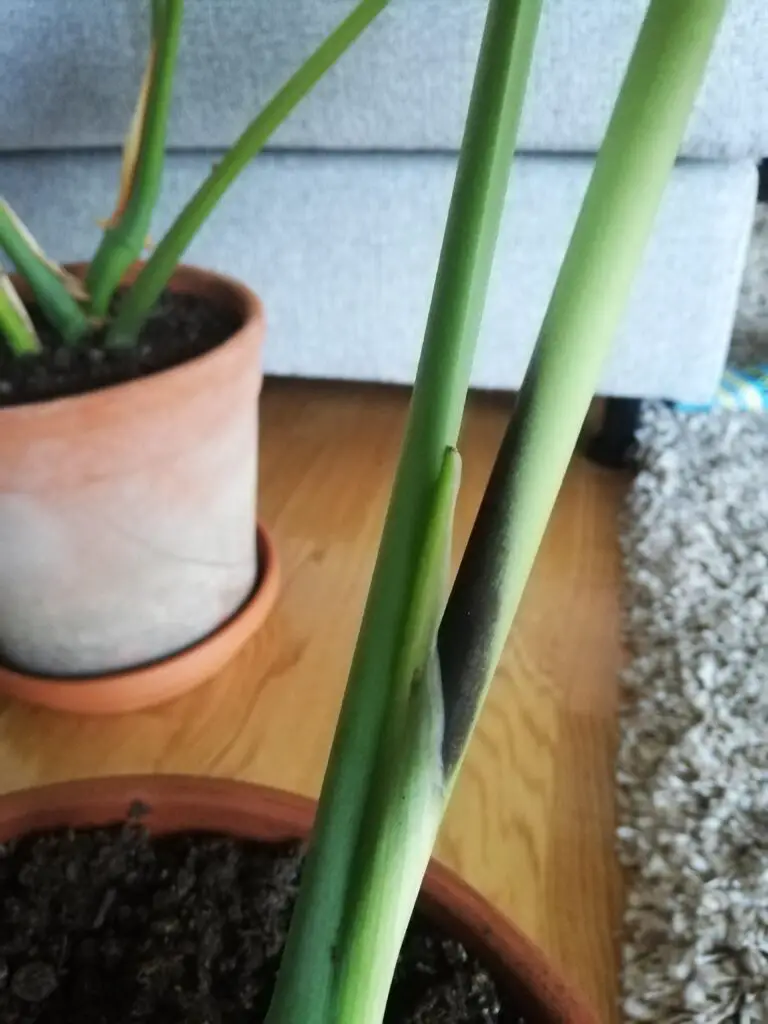Why Is Your Monstera Stem Turning Black? Find Out The Causes And ...