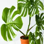 How to Separate a Monstera: Easy Steps + Care Tips - Seeds to Seedlings