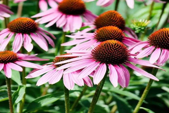 Overwintering Echinacea: Tips for Blooms Next Year! - Seeds to Seedlings